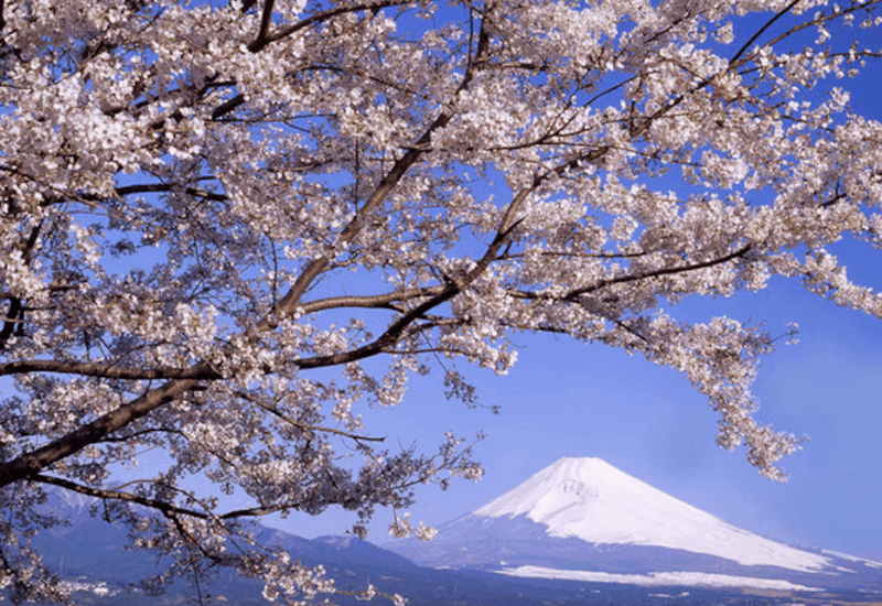 From Tokyo Custom Mt.Fuji Tour With the Private Van - Key Points