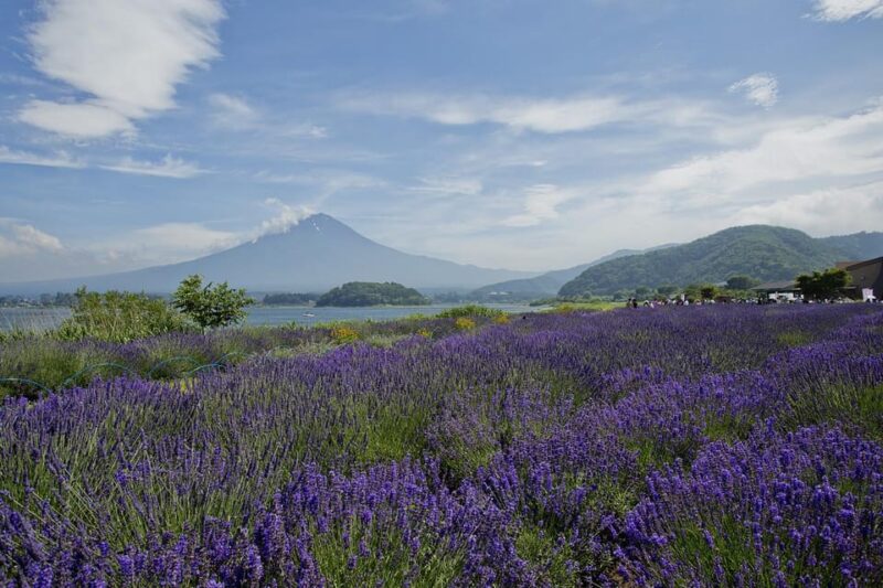 From Tokyo: Gotemba Premium Outlets & Lake Kawaguchi Tour - Important Information