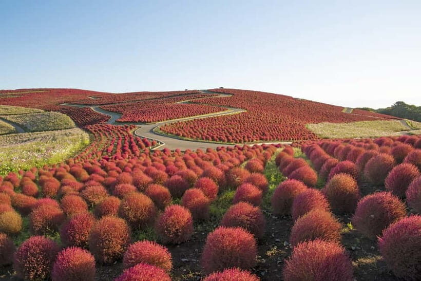 From Tokyo: Hitachi seaside Park & Oarai Isosaki Shrine Tour - What Do Travelers Say?