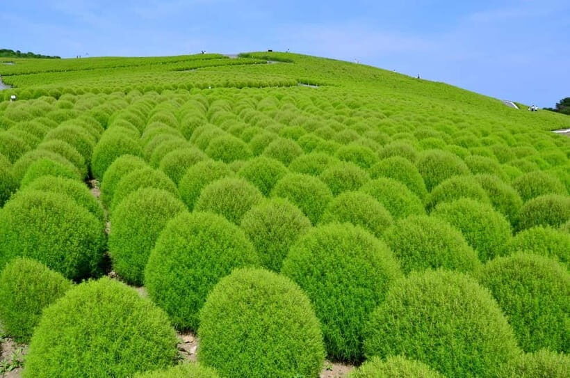 From Tokyo: Hitachi seaside Park & Oarai Isosaki Shrine Tour - The Sum Up: Is It Worth It?
