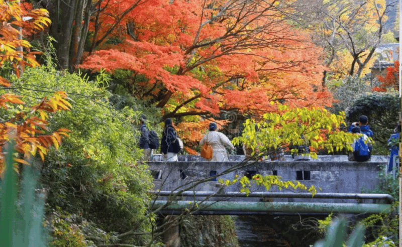 From Tokyo: Kamakura, Hachimangu, Enoshima Private Day Trip. - Itinerary Highlights