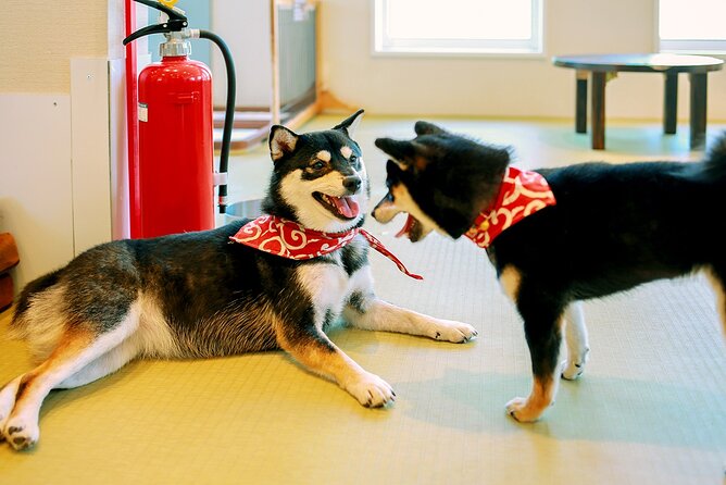 From Tokyo Kamakura, Hachimangu Shrine and Enoshima Full Day Tour - Exploring Hachimangu Shrine