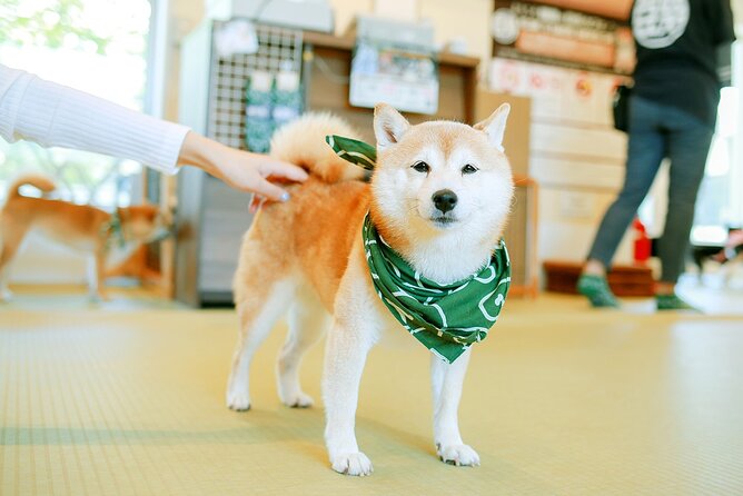 From Tokyo Kamakura, Hachimangu Shrine and Enoshima Full Day Tour - Discovering Enoshima Island