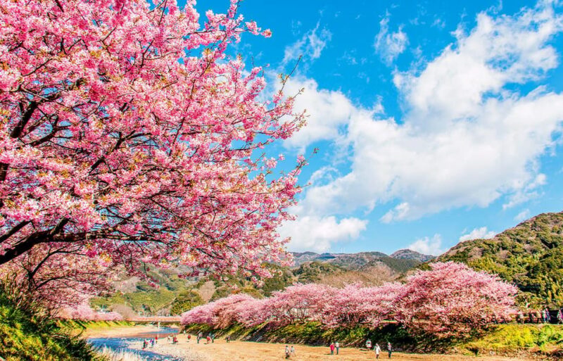 From Tokyo: Kawazu Sakura, Strawberry & Hot Spring Day Tour - Itinerary Highlights