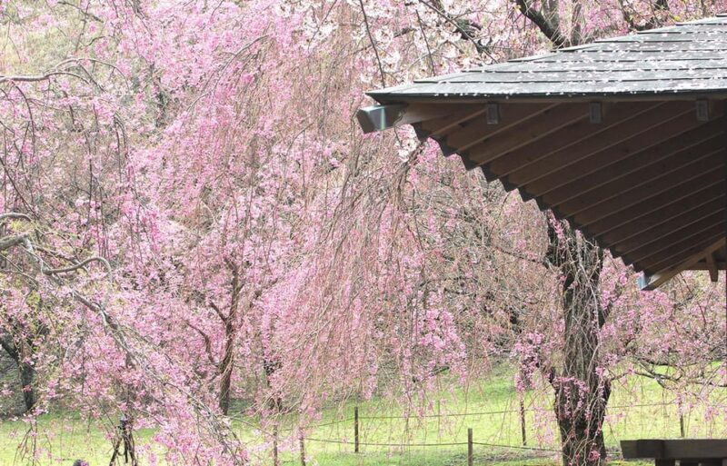 From Tokyo: Kawazu Sakura, Strawberry & Hot Spring Day Tour - Important Information