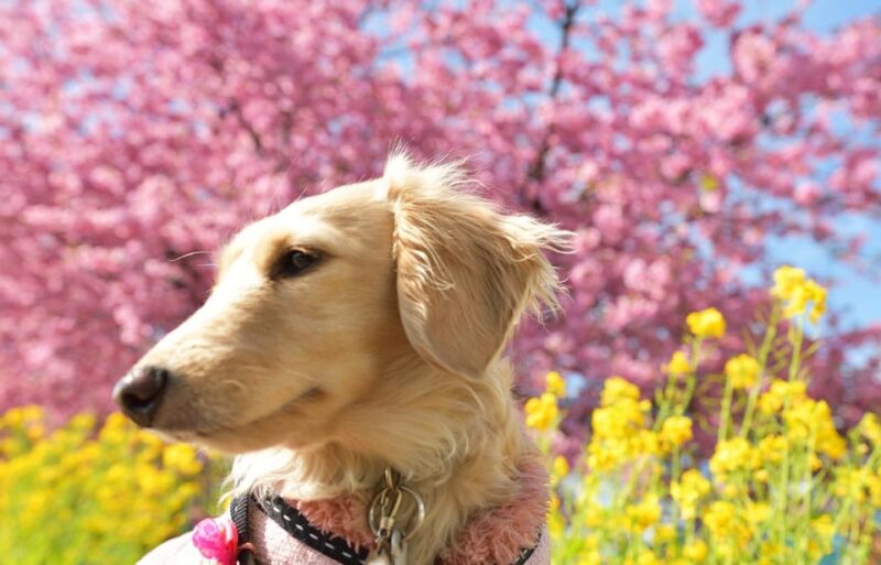 From Tokyo: Kawazu Sakura, Strawberry & Hot Spring Day Tour - Pros and Cons of the Tour