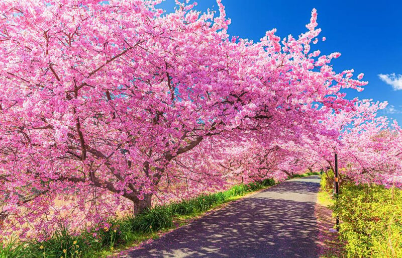 From Tokyo: Kawazu Sakura, Strawberry & Hot Spring Day Tour - Booking and Reservation Details