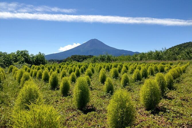From Tokyo: Mount Fuji, Cruise and Sake Tasting Tour - A Closer Look at the Itinerary
