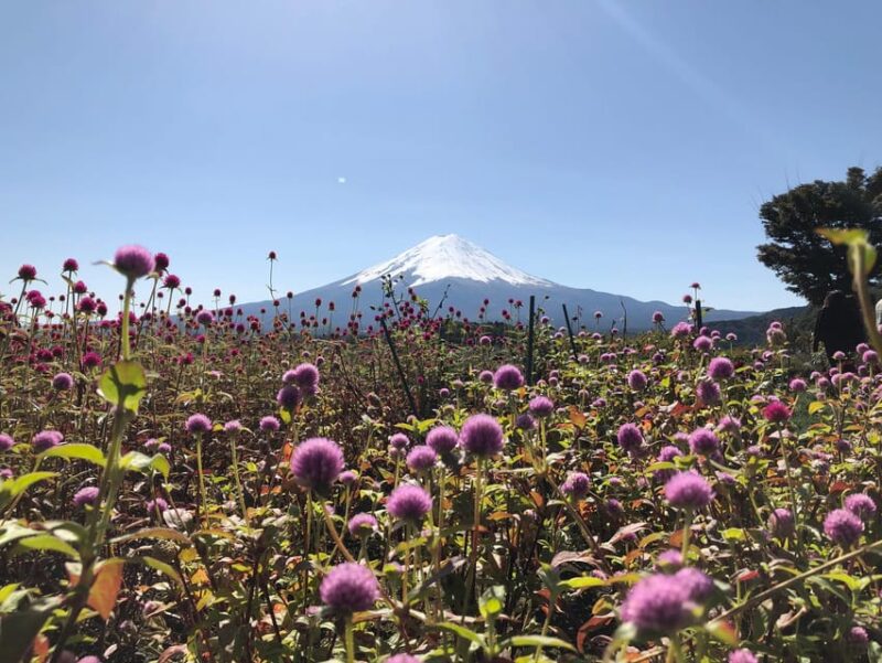 From Tokyo: Mount Fuji, Cruise and Sake Tour - Important Information and Considerations