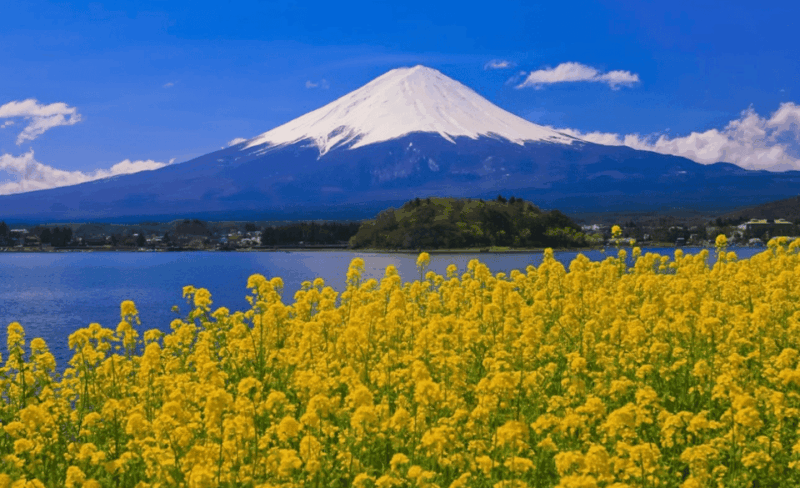 From Tokyo: Mount Fuji & Hakone Customize Private Day Tour - Important Information