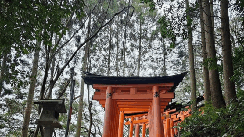 From Tokyo : Mount Fuji Private Day Tour With English Driver - Why Choose This Tour?