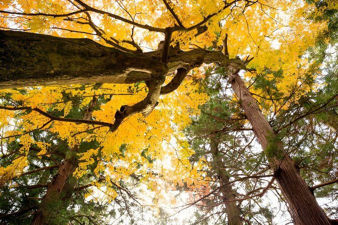 From Tokyo: Mt Fuji and Hakone Private Day Trip - Visiting Hakone