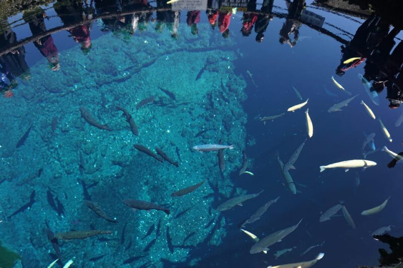 From Tokyo: Mt. Fuji And Hakone Private Sightseeing Day Trip - Transportation and Accessibility