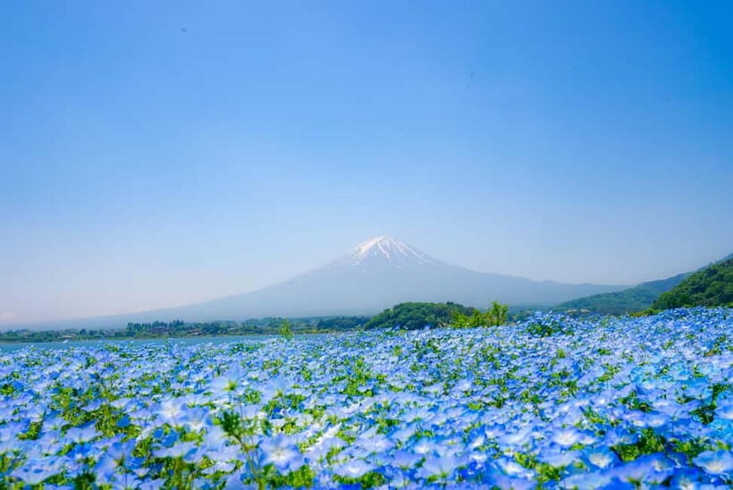 From Tokyo: Mt Fuji, Arakurayama and Kawaguchi Lake Day Trip - Practical Tips for Travelers