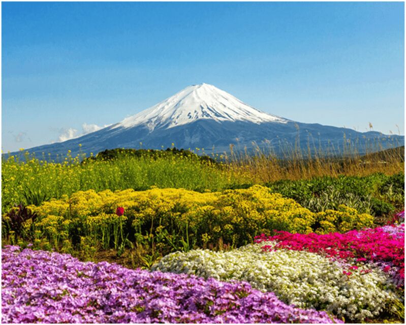 From Tokyo: Mt.Fuji, Lake Kawaguchi, Oshino Hakkai Day Tour - Who Should Consider This Tour?