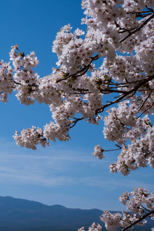 From Tokyo: Mt. Fuji, Lakes & Pagoda With Oshino Hakkai Tour - Oishi Park