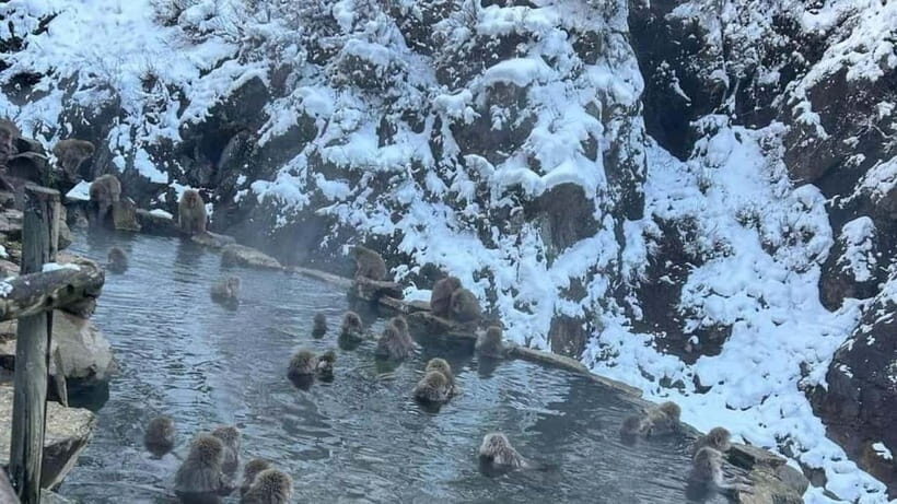 From Tokyo/Nagano: Luxury Snow Monkey Private Full-Day Tour - Key Points