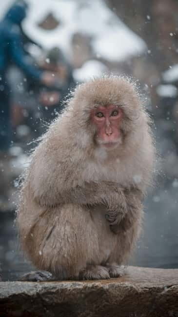 From Tokyo/Nagano: Luxury Snow Monkey Private Full-Day Tour - An In-Depth Look at the Experience