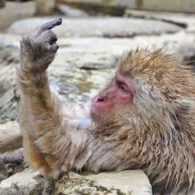 From Tokyo/Nagano: Luxury Snow Monkey Private Full-Day Tour - Exploring Jigokudani Snow Monkey Park