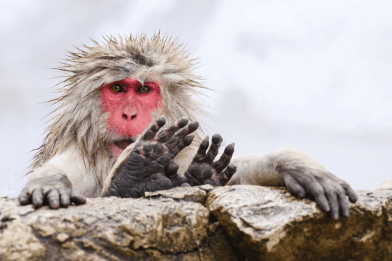 From Tokyo: Nagano, Monkeys, Zenkoji Temple Private Day Trip - Jigokudani Snow Monkey Park