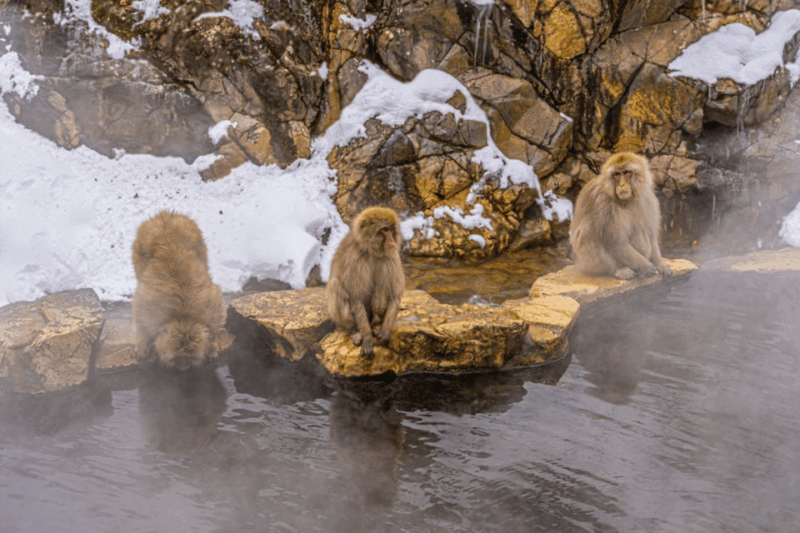 From Tokyo: Nagano, Monkeys, Zenkoji Temple Private Day Trip - Booking and Cancellation