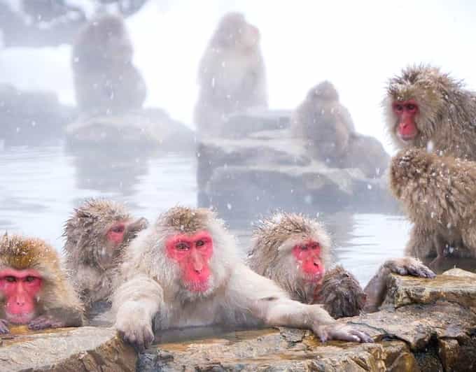 From Tokyo/Nagano : Private Snow Monkeys Park Full Day Trip - Transportation and Accessibility