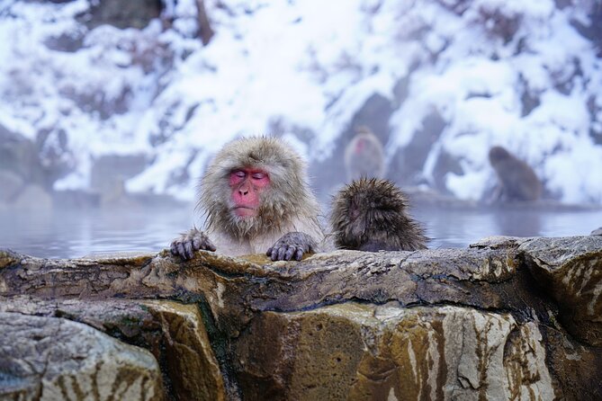 From Tokyo: Nagano Snow Monkey Park Private Tour - Meeting and Pickup