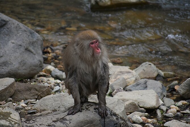 From Tokyo: Nagano Snow Monkey Park Private Tour - Reviews and Feedback