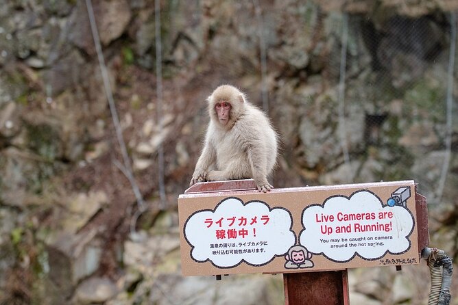 From Tokyo: Nagano Snow Monkey Park Private Tour - Getting There and Logistics