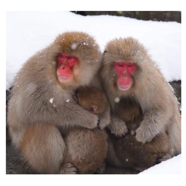 From Tokyo & Nagano: Snow Monkey Park Private Tour In Prado - Customization Options