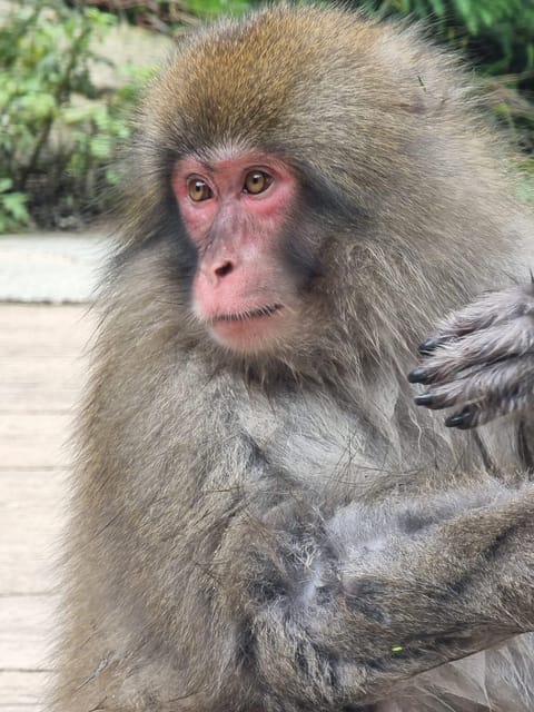 From Tokyo: Nagano Snow Monkey Park Tour With English Driver - Key Points