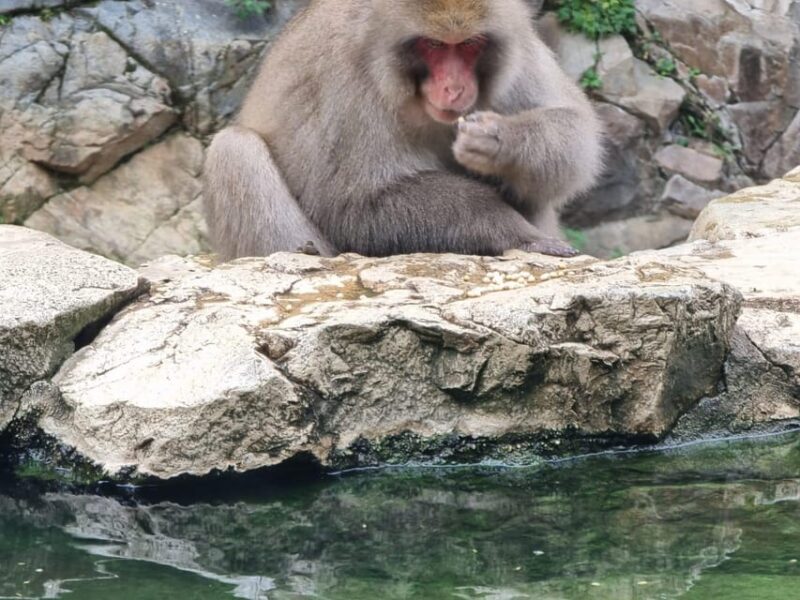 From Tokyo: Nagano Snow Monkey Park Tour With English Driver - Booking and Payment Details