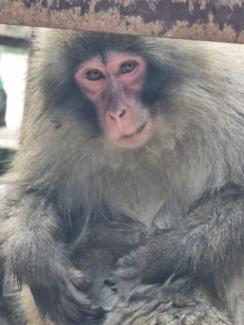 From Tokyo: Nagano Snow Monkey Park Tour With English Driver - Itinerary Highlights