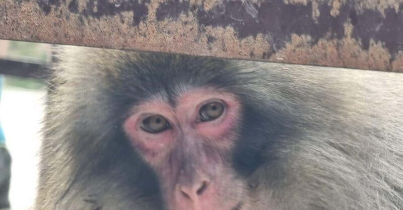 From Tokyo: Nagano Snow Monkey Park Tour With English Driver - Frequently Asked Questions
