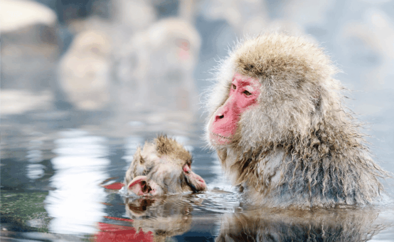 From Tokyo: Nagano, Zenkoji Temple, Snow Monkeys Day Trip. - Visiting Zenkoji Temple
