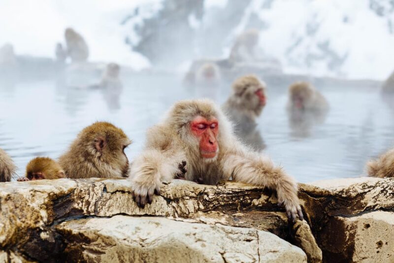 From Tokyo: Nagano, Zenkoji Temple, Snow Monkeys Day Trip. - Discovering Obuse