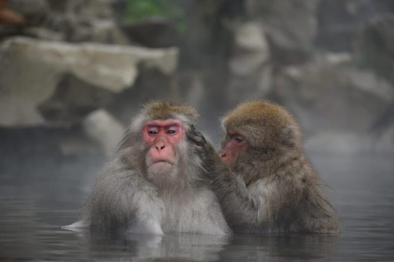 From Tokyo: Nagano, Zenkoji Temple, Snow Monkeys Day Trip. - Important Considerations