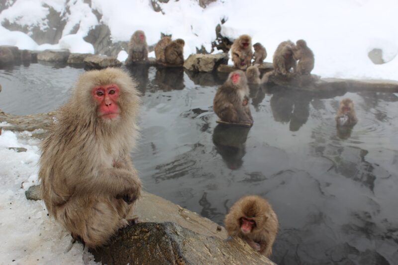 From Tokyo: Nagano, Zenkoji Temple, Snow Monkeys Day Trip. - Frequently Asked Questions