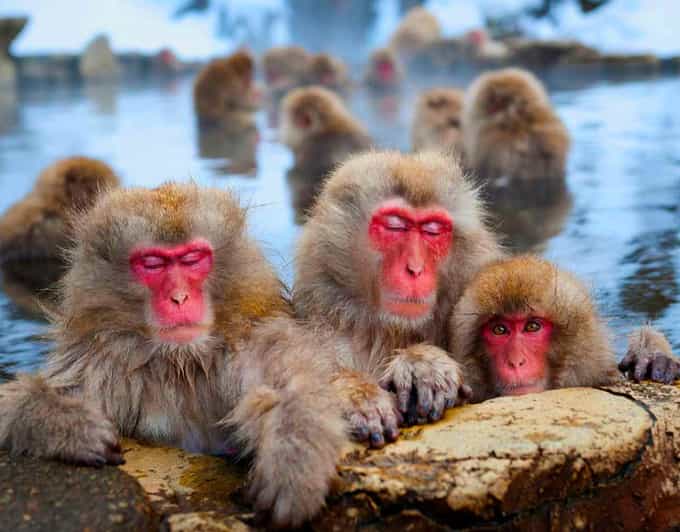 From Tokyo or Nagano: Private Snow Monkey Park Full Day Trip - Inclusions