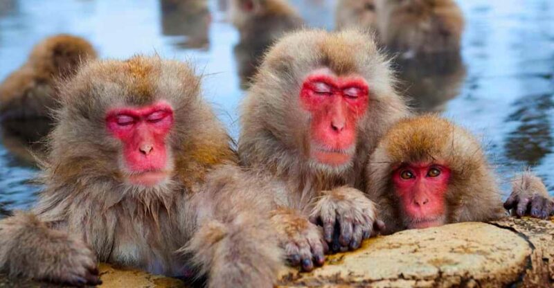 From Tokyo or Nagano: Private Snow Monkey Park Full Day Trip - Zenko-ji Temple
