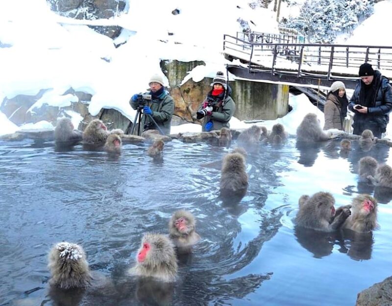 From Tokyo or Nagano: Private Snow Monkey Park Full Day Trip - Matsushiro Castle Ruins and Shibu Onsen