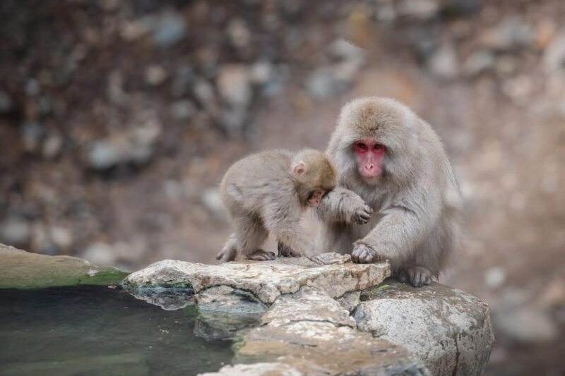 From Tokyo or Nagano: Private Tour to Jigokudani Monkey Park - Key Points