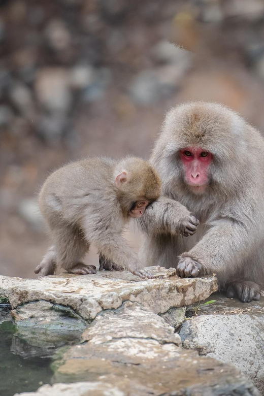 From Tokyo or Nagano: Private Tour to Jigokudani Monkey Park - Matsushiro Castle Ruins