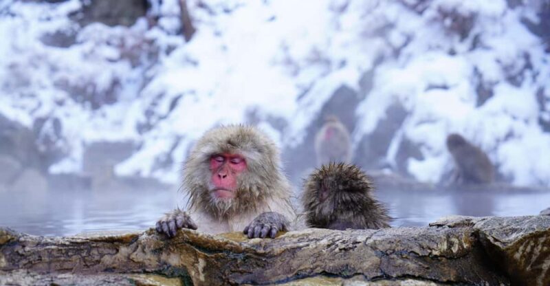 From Tokyo or Nagano: Private Tour to Jigokudani Monkey Park - Frequently Asked Questions