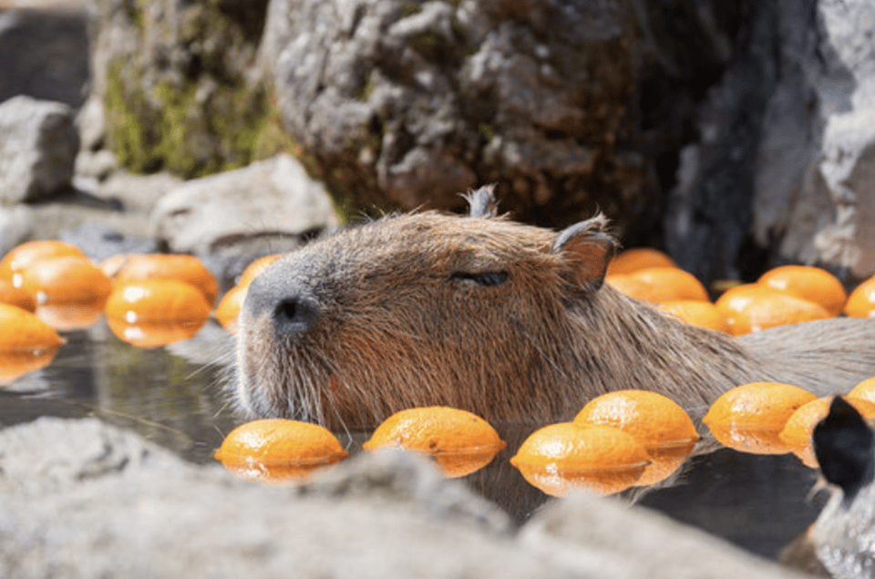 From Tokyo: Private Day Trip to Izu & Shimoda, Shizuoka - Transportation and Accessibility