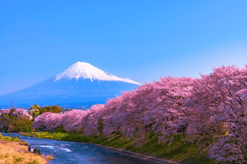 From Tokyo: Private Day Trip to Mount Fuji & Fuji Five lakes - What to Expect: Practical Details