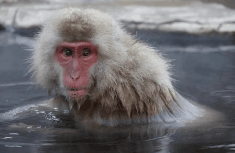 From Tokyo: Private Day Trip to Snow Monkey & Zenkoji - Key Points