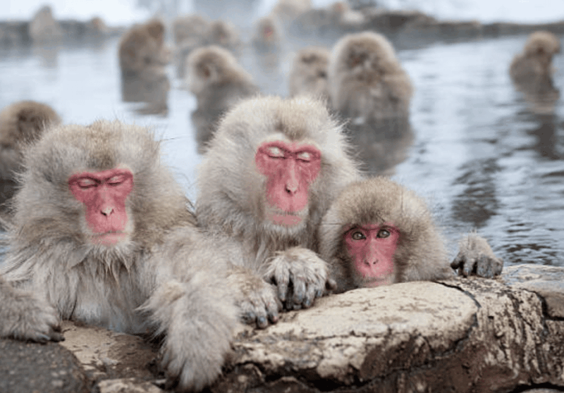 From Tokyo: Private Day Trip to Snow Monkey & Zenkoji - Highlights of the Tour