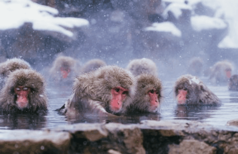 From Tokyo: Private Day Trip to Snow Monkey & Zenkoji - Experiencing the Snow Monkeys at Jigokudani