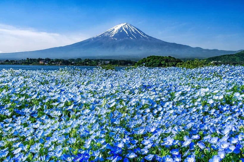 From Tokyo: Private Mount Fuji Day Trip by Car - What’s Included and What’s Not